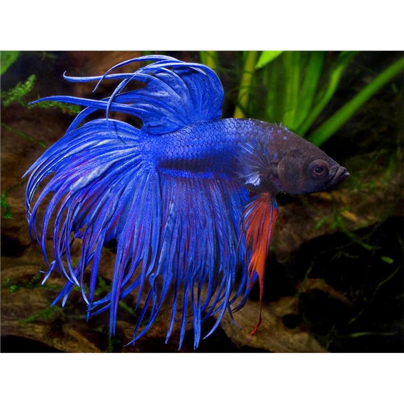 Betta splendens male crowntail blue
