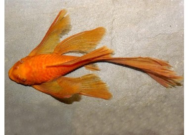 Ancistrus sp. super red long fin