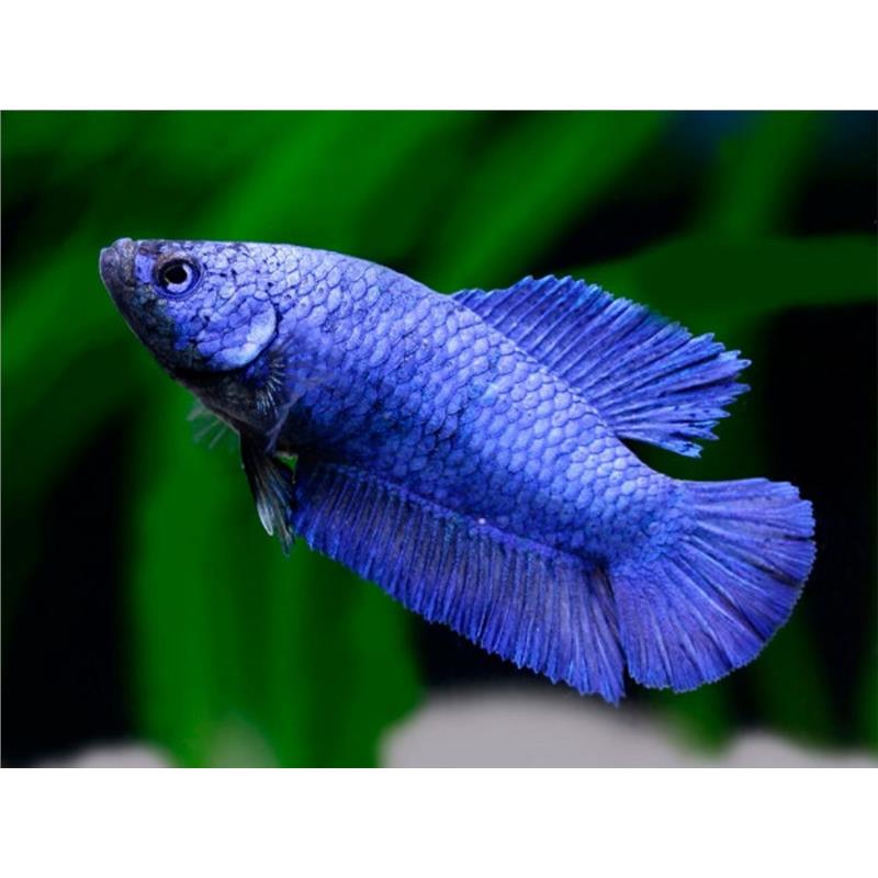 Betta splendens female super delta tail