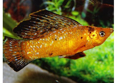 Poecilia velifera red leopard sailfin molly