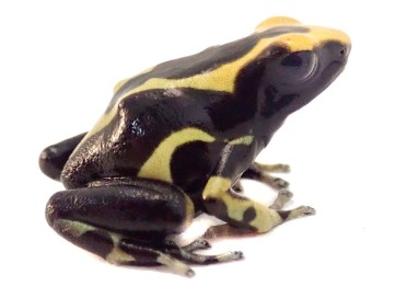 Dendrobates tinctorius alanis