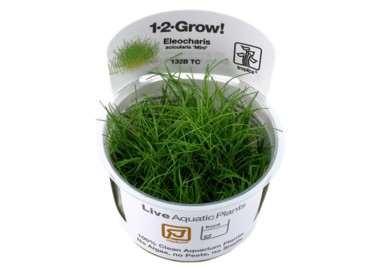 Planta acvariu Eleocharis Acicularis Mini in vitro Tropica