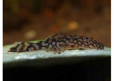 Ancistrus sp. Rio Paraguay