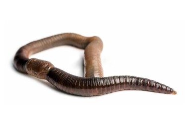 Rame de compost Lumbricus Terestris