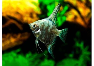 Scalari Pterophyllum scalare green