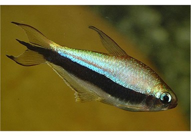 Nematobrycon Palmeri