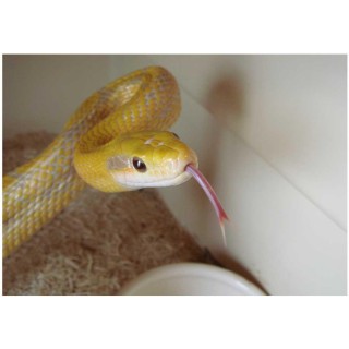 Sarpe Elaphe radiata het. alb. (Radiated ratsnake)