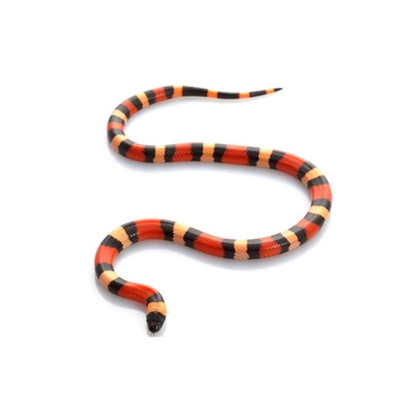 Sarpele de Lapte Pueblan