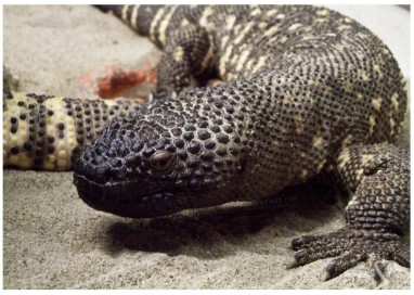 Soparla mexicana cu margele