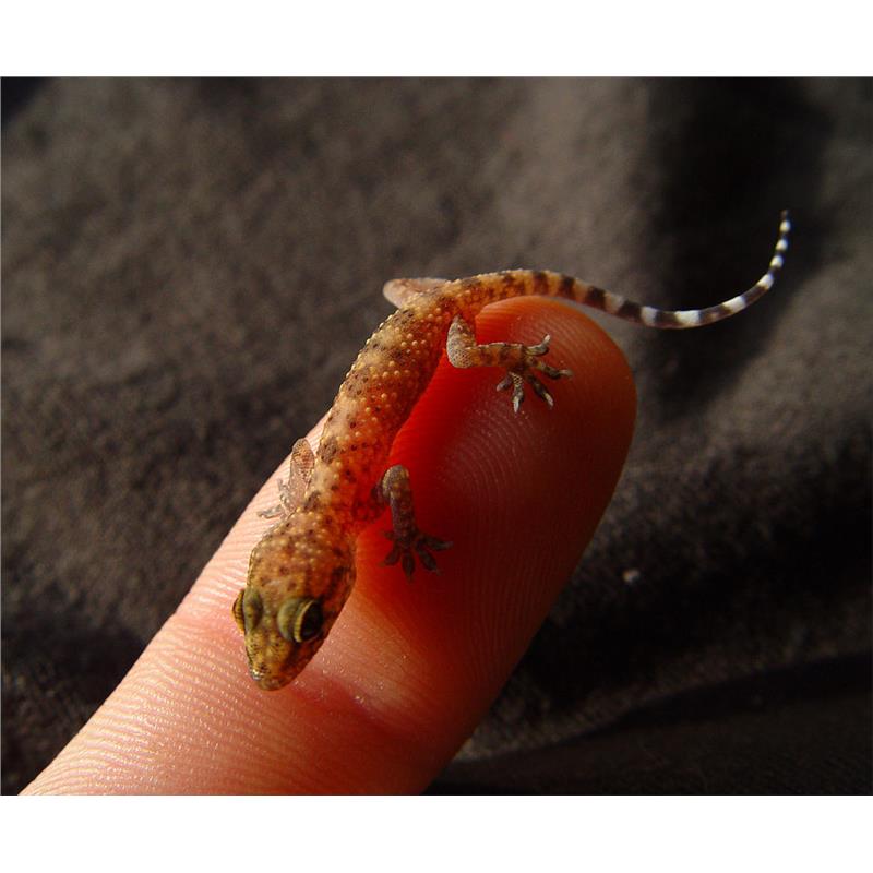 Soparla Gecko Hemidactylus frenatus (Hoose Gecko)