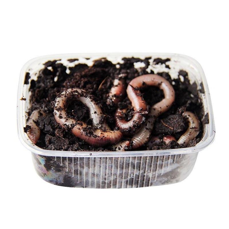 Rame de compost Lumbricus Terestris