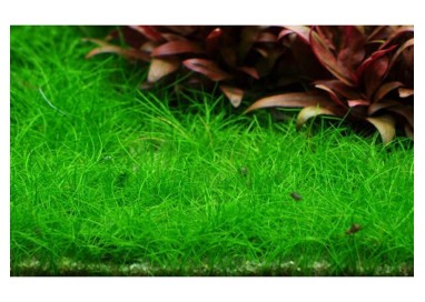 Planta acvariu Eleocharis Acicularis Mini in vitro Tropica
