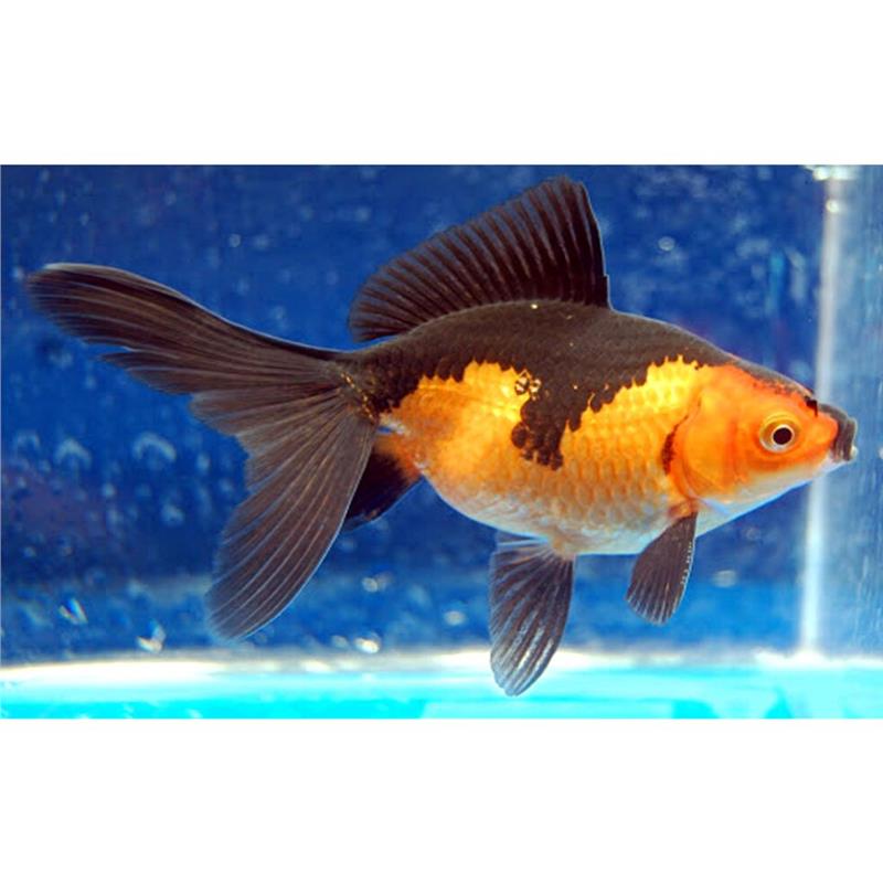 Carassius auratus red black