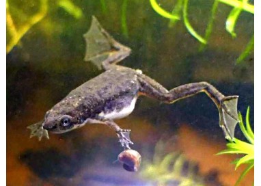 Broasca africana Pseudhymenochirus merlini