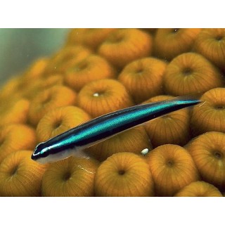 Neon Goby (Elacatinus Oceanops)