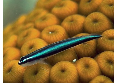 Neon Goby (Elacatinus Oceanops)
