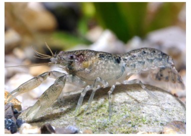 Rac Cambarellus diminutus