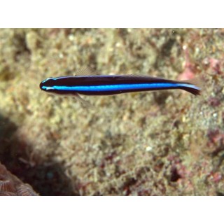 Neon Goby (Elacatinus Oceanops)