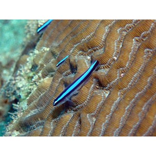 Neon Goby (Elacatinus Oceanops)
