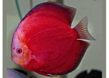 Symphysodon discus Red Valentine
