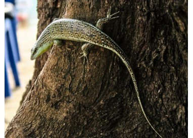 Soparla Dasia Olivacea (Olive Tree Skink) - Nevertebrate