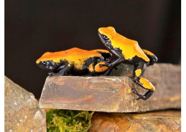 Broasca Adelphobates galactonotus (Poison Dart Frog)