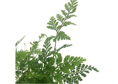 Planta terariu WIO Feriga White Rabbit's Foot "Humata tyermanii