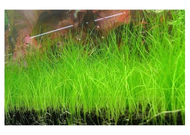 Planta acvariu Eleocharis Acicularis in vitro Tropica