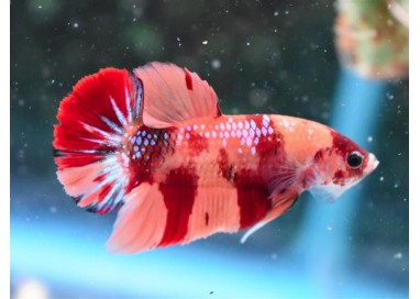 Peste Betta Splendens Mascul Plakat koi L