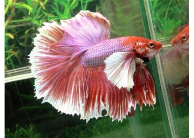 Peste Betta Splendens Mascul Halfmoon Big Ears XL