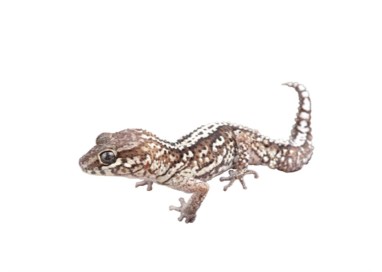 Paroedura picta - Ocelot gecko