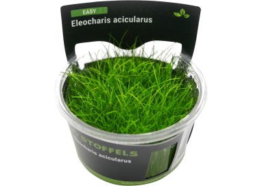 Planta acvariu Eleocharis Acicularis in vitro Stoffels