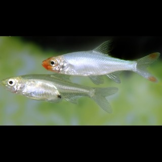 Insecte bat, miriapode, calugarite si gandaci - Nevertebrate