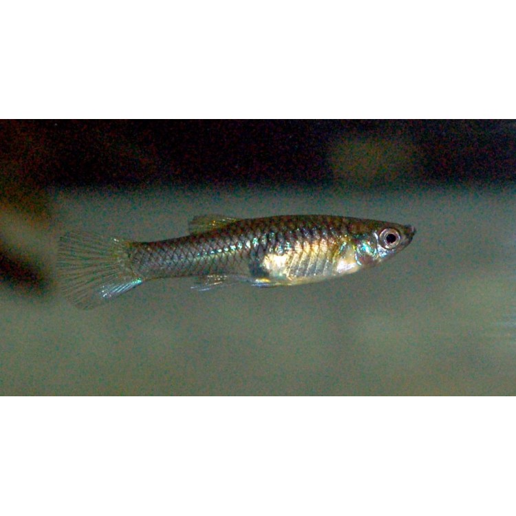 Poecilia wingei cobra (Endler guppy)