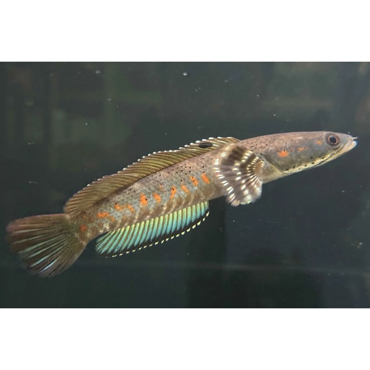 Channa pulchra (Red spotted snakehead fish)