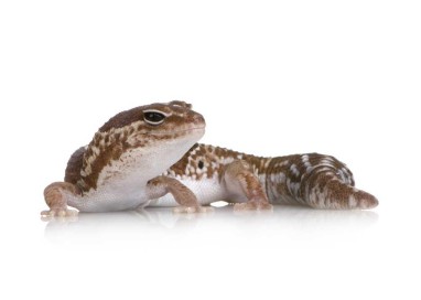 Soparla Gecko Hemitheconyx caudicinctus (Fat-tail Gecko)