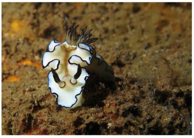 Melc marin Glossodoris atromarginata