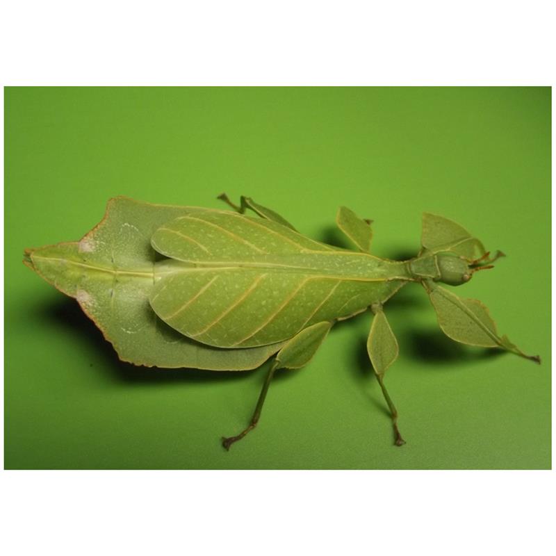 Phyllium ericoriai (Insecta frunza)