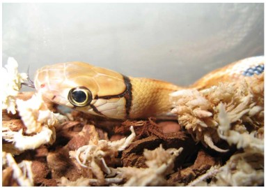 Sarpe Elaphe radiata het. alb. (Radiated ratsnake)