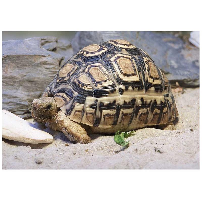 Testoasa leopard Geochelone pardalis