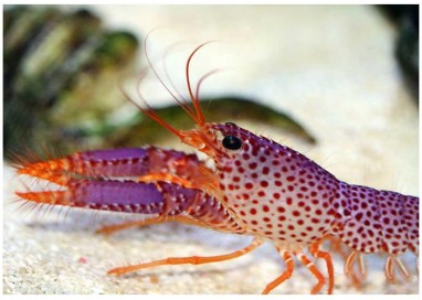 Homarul de recif Enoplometopus daumi