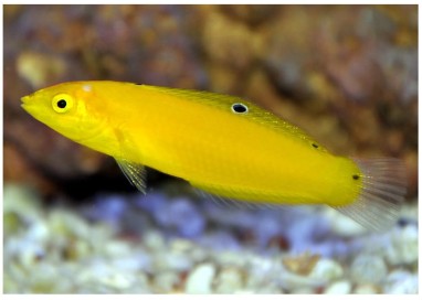 Banana Wrasse (Halichoeres chrysus)