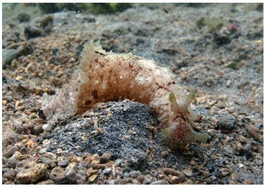 Melc marin Dolabella auricularia