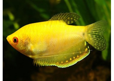 Trichogaster trichopterus gold